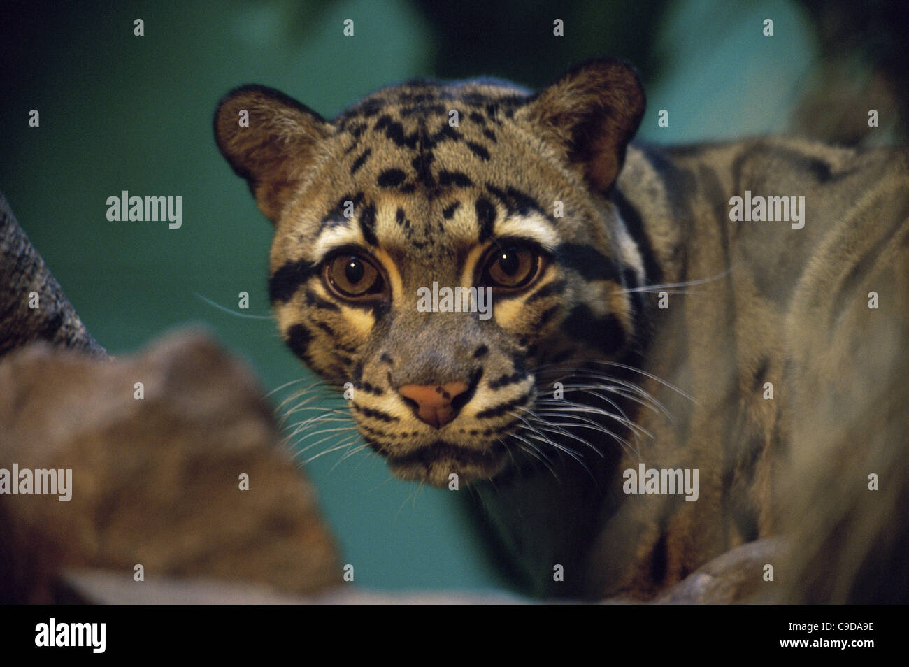 Ocelot head hi-res stock photography and images - Alamy