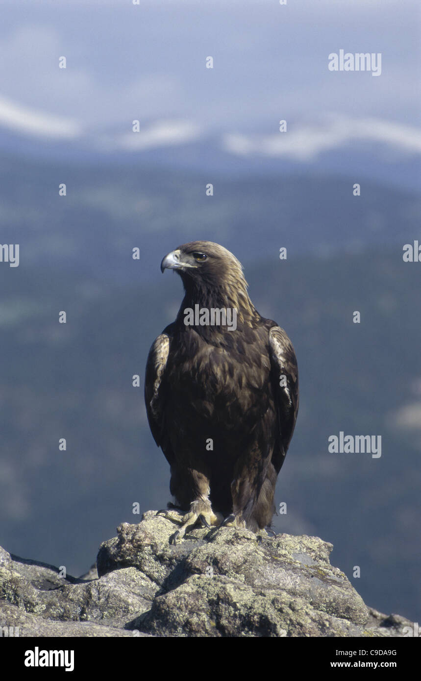 Golden eagle perched rock hi-res stock photography and images - Alamy