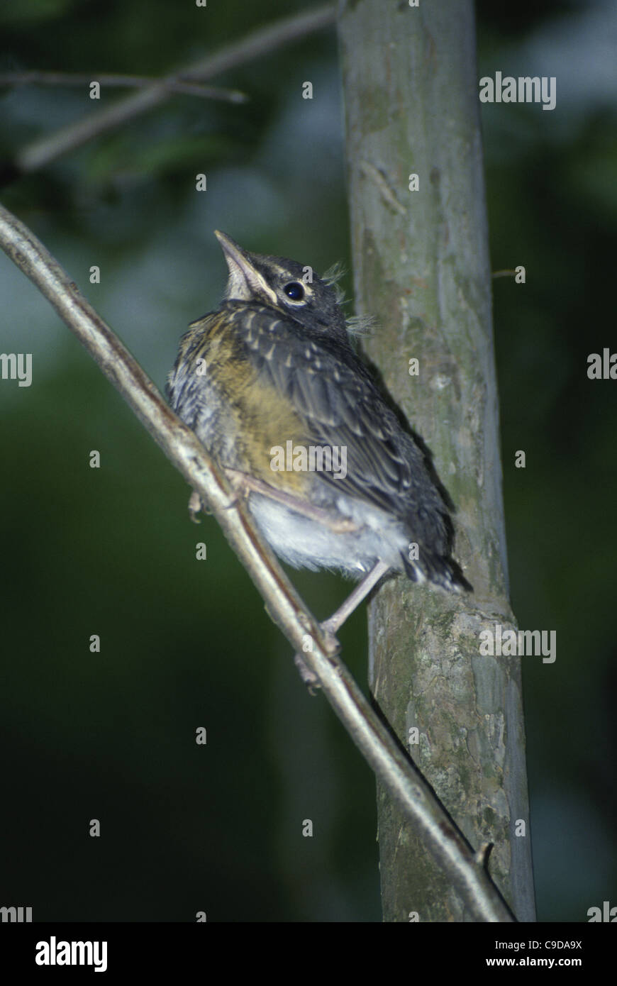 Juvenile american robin hi-res stock photography and images - Alamy