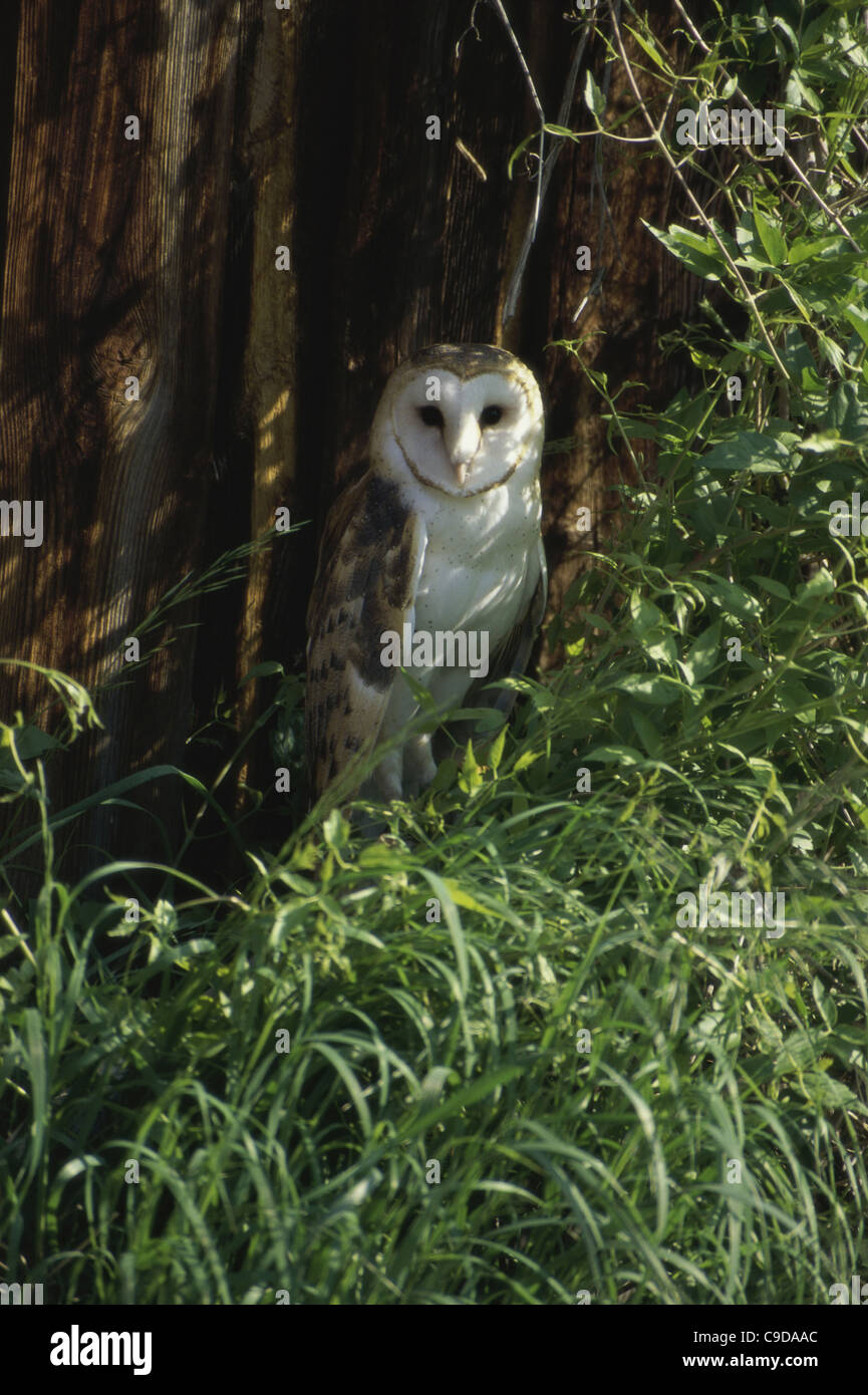 Barn Owl in grass Stock Photo - Alamy