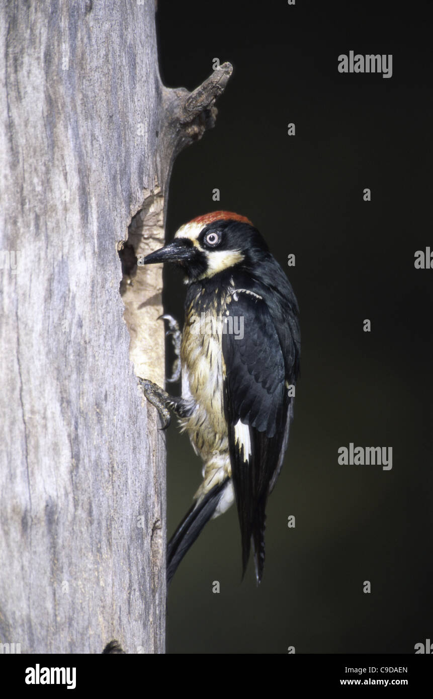 Acorn Woodpecker on a tree, Arizona, USA Stock Photo - Alamy