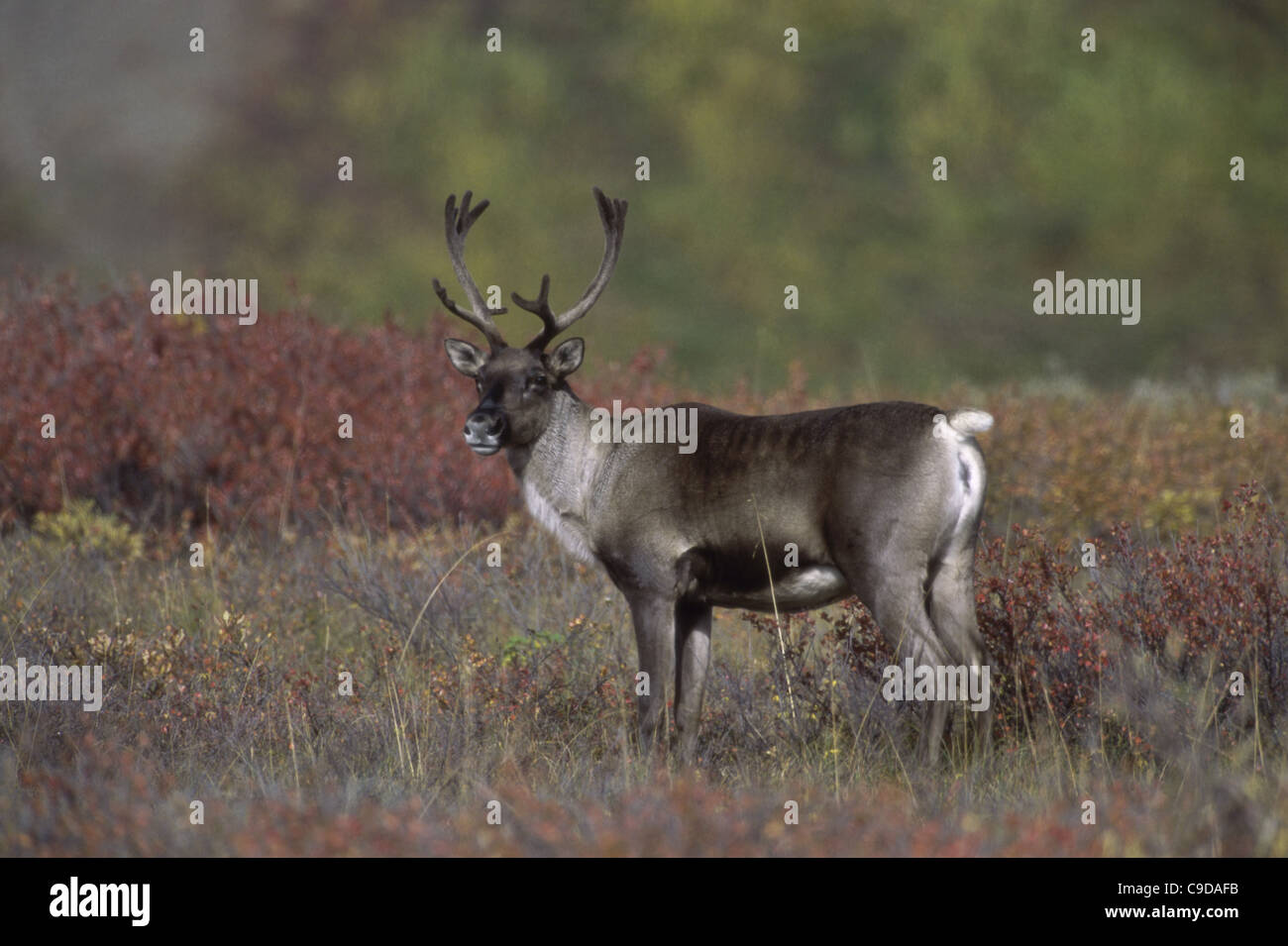 Caribou, Denali National Park and Preserve, Alaska, USA (Rangifer ...