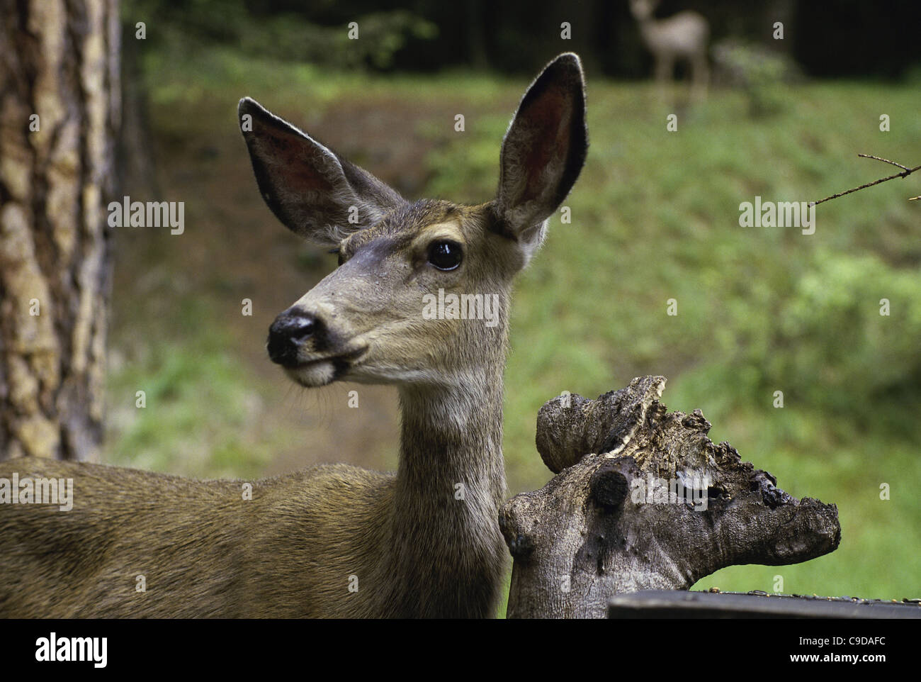 A deer hi-res stock photography and images - Alamy