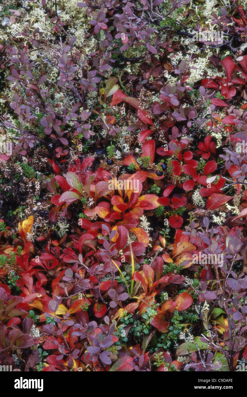 Bearberry and crowberry shrub Stock Photo - Alamy