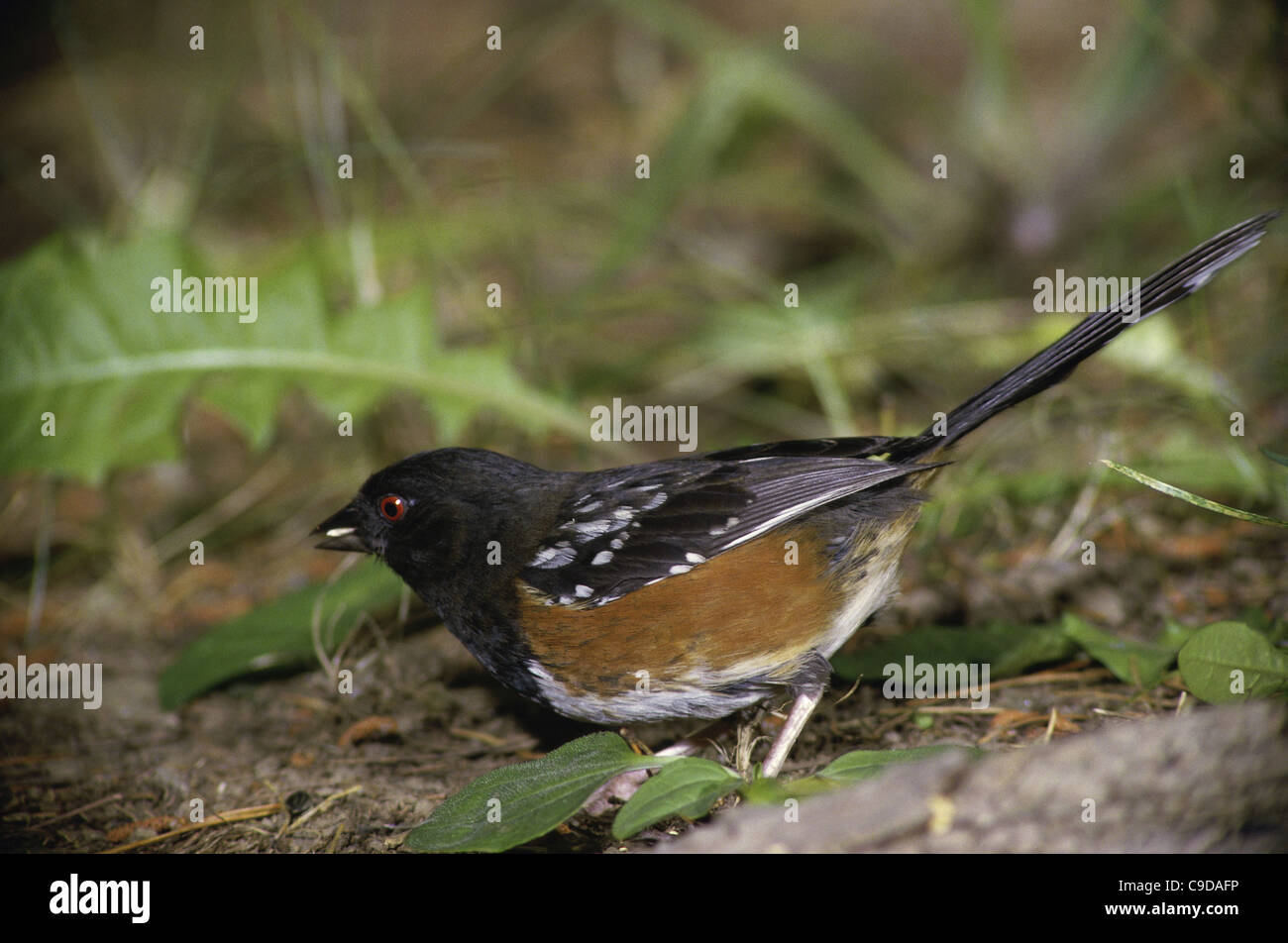 Perching towhee hi-res stock photography and images - Alamy