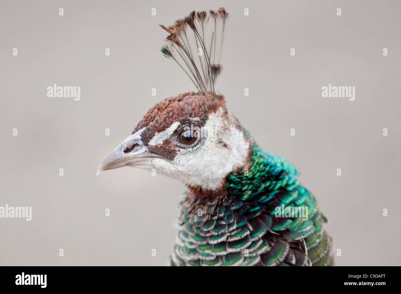 Peahen Portrait- Peafowl Stock Photo - Alamy