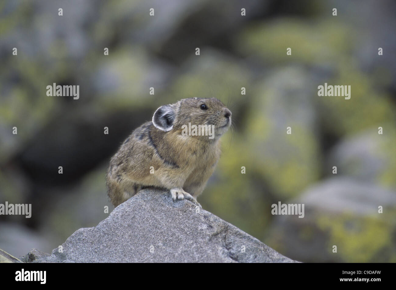 Pika on a rock Stock Photo - Alamy