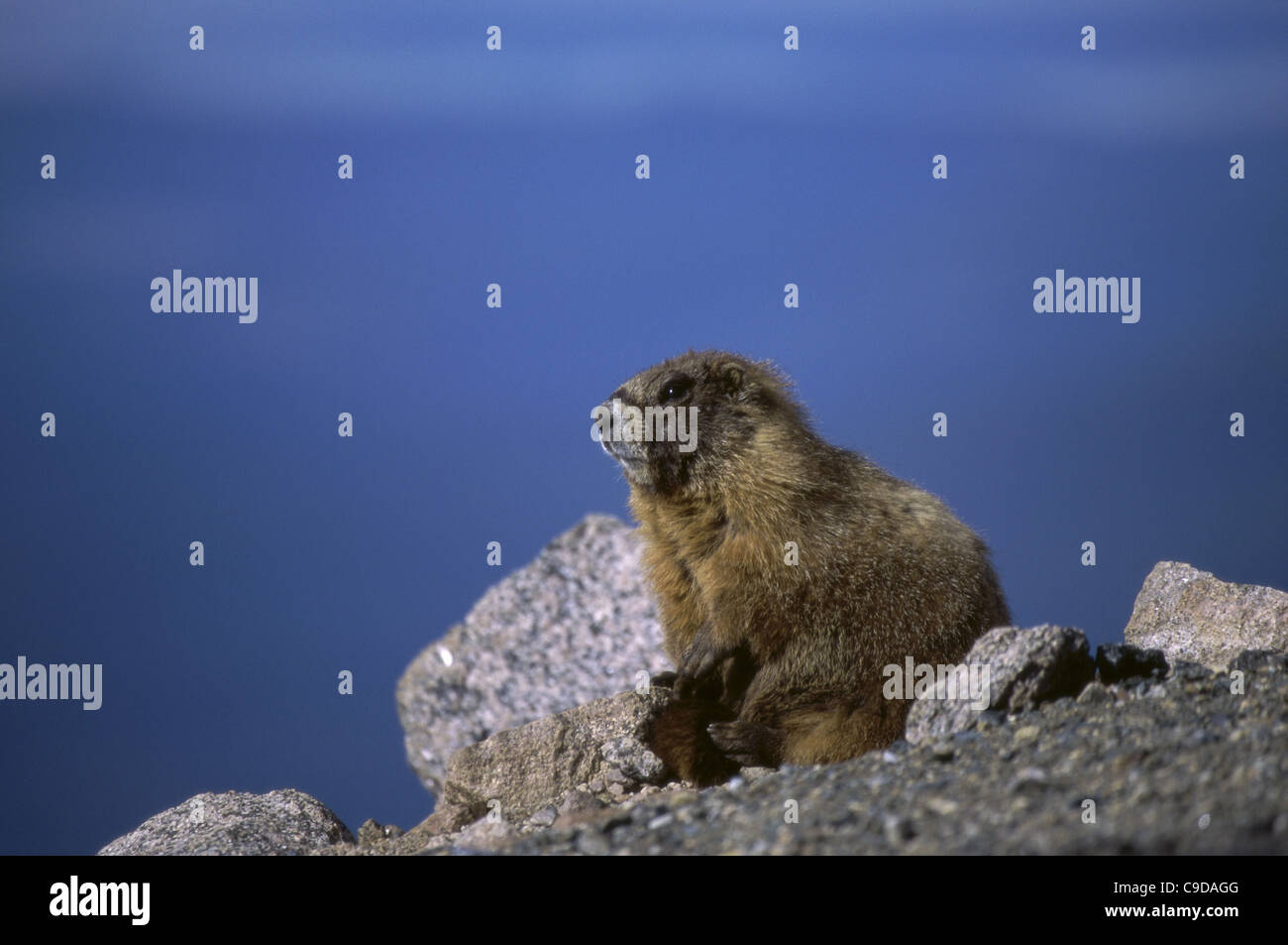 Adult woodchuck hi-res stock photography and images - Alamy