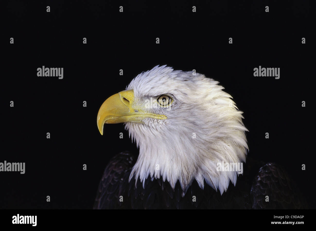Close-up of a Bald Eagle Stock Photo - Alamy