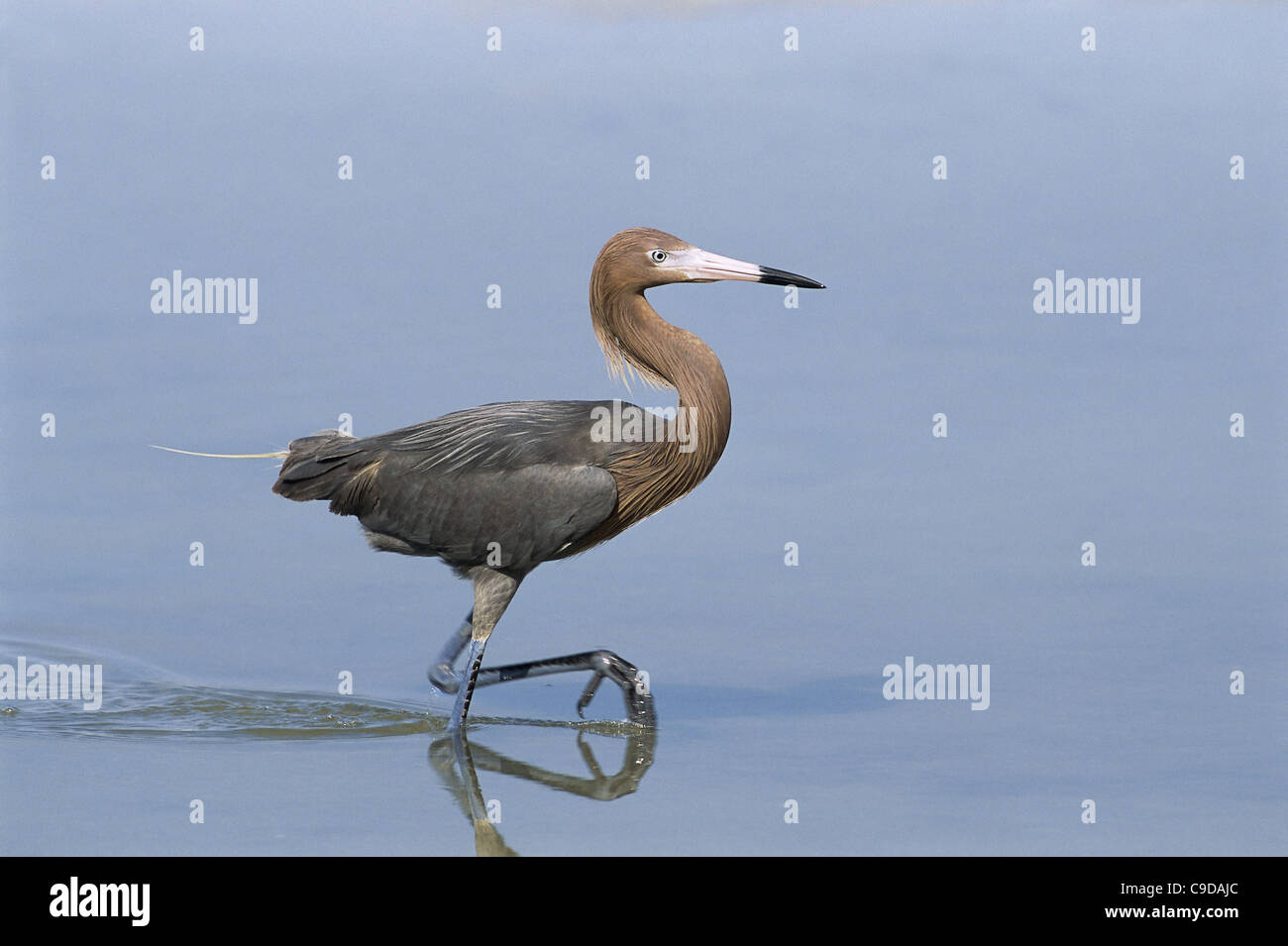 Deep reddish water hi-res stock photography and images - Alamy