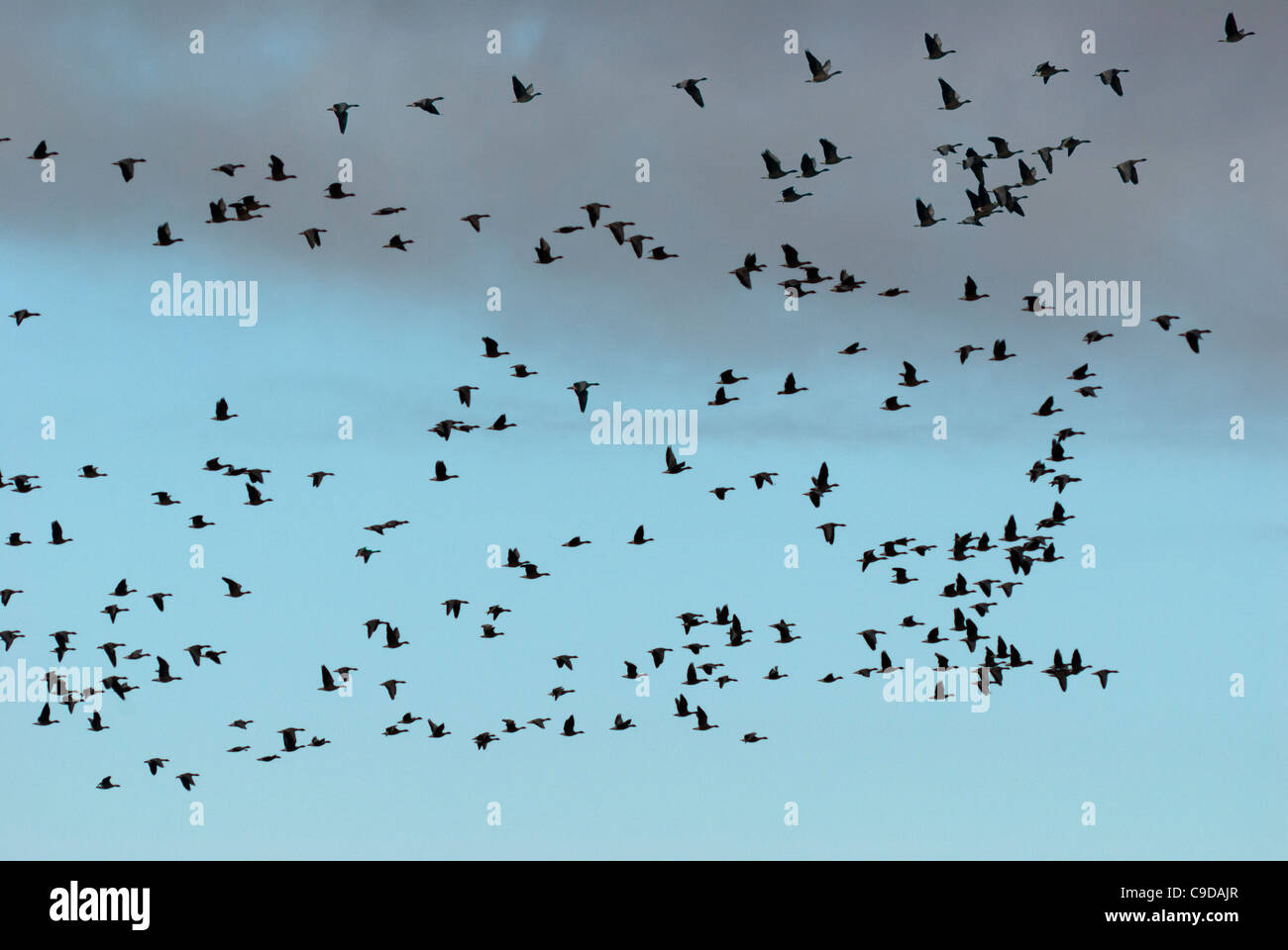 Flock of wildfowl birds flying Stock Photo - Alamy