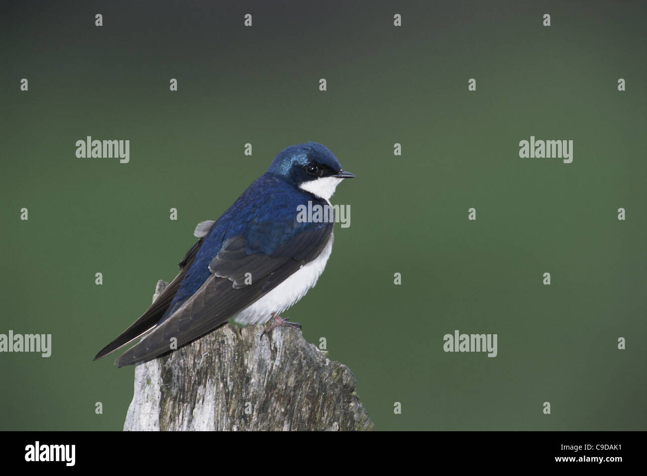 Male Tree Swallow on a tree stump Stock Photo - Alamy