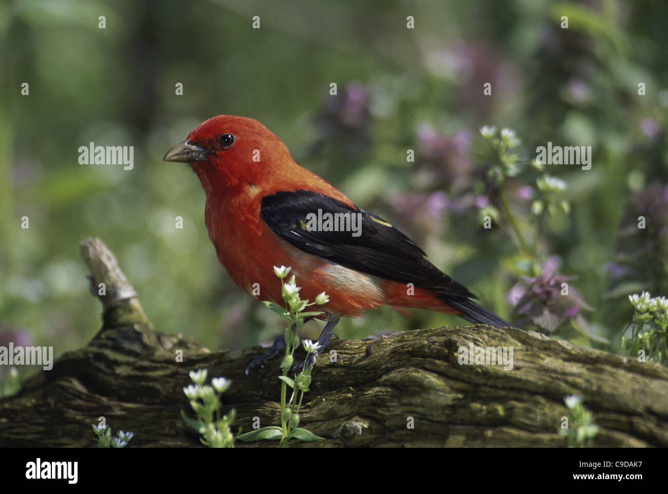 Male Scarlet Tanager on a log of wood Stock Photo - Alamy