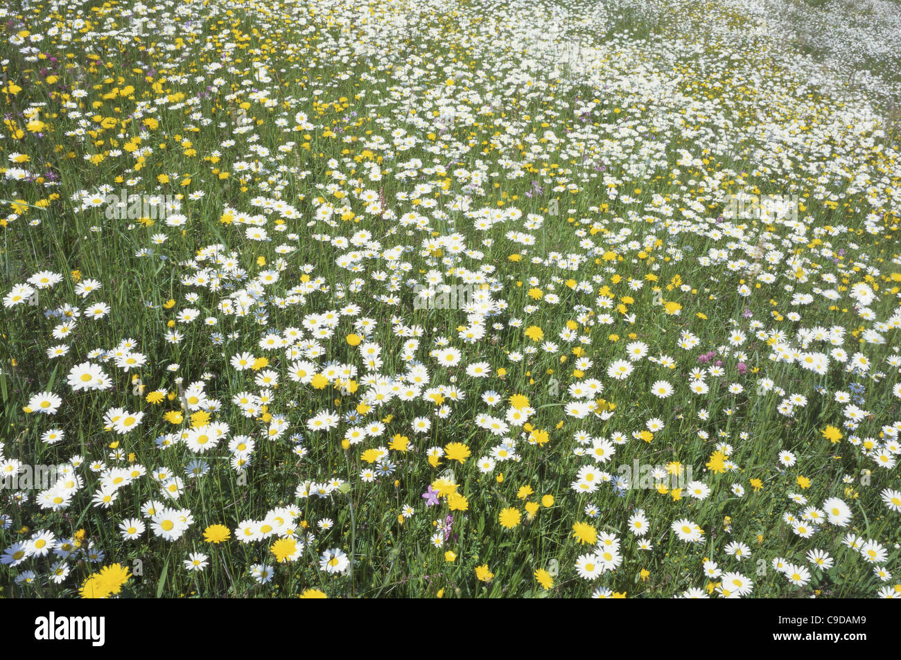 Field of daisies Stock Photo - Alamy
