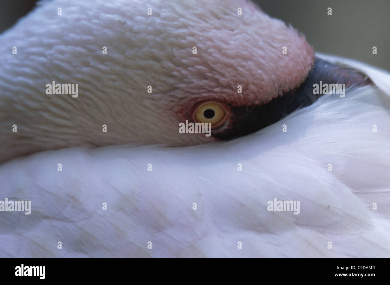 Head lesser flamingo hi-res stock photography and images - Alamy