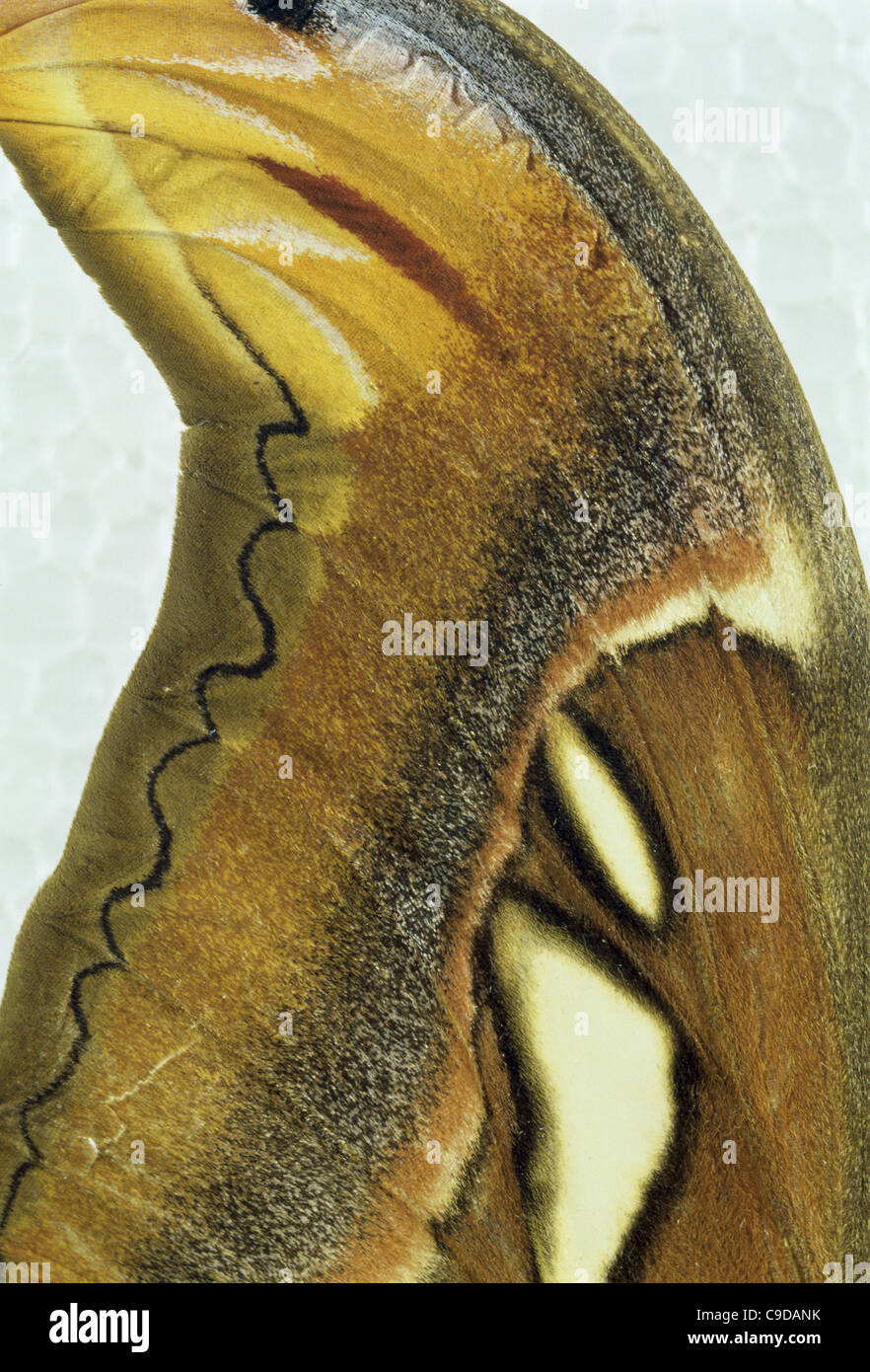 Close-up of the wing of a butterfly Stock Photo - Alamy