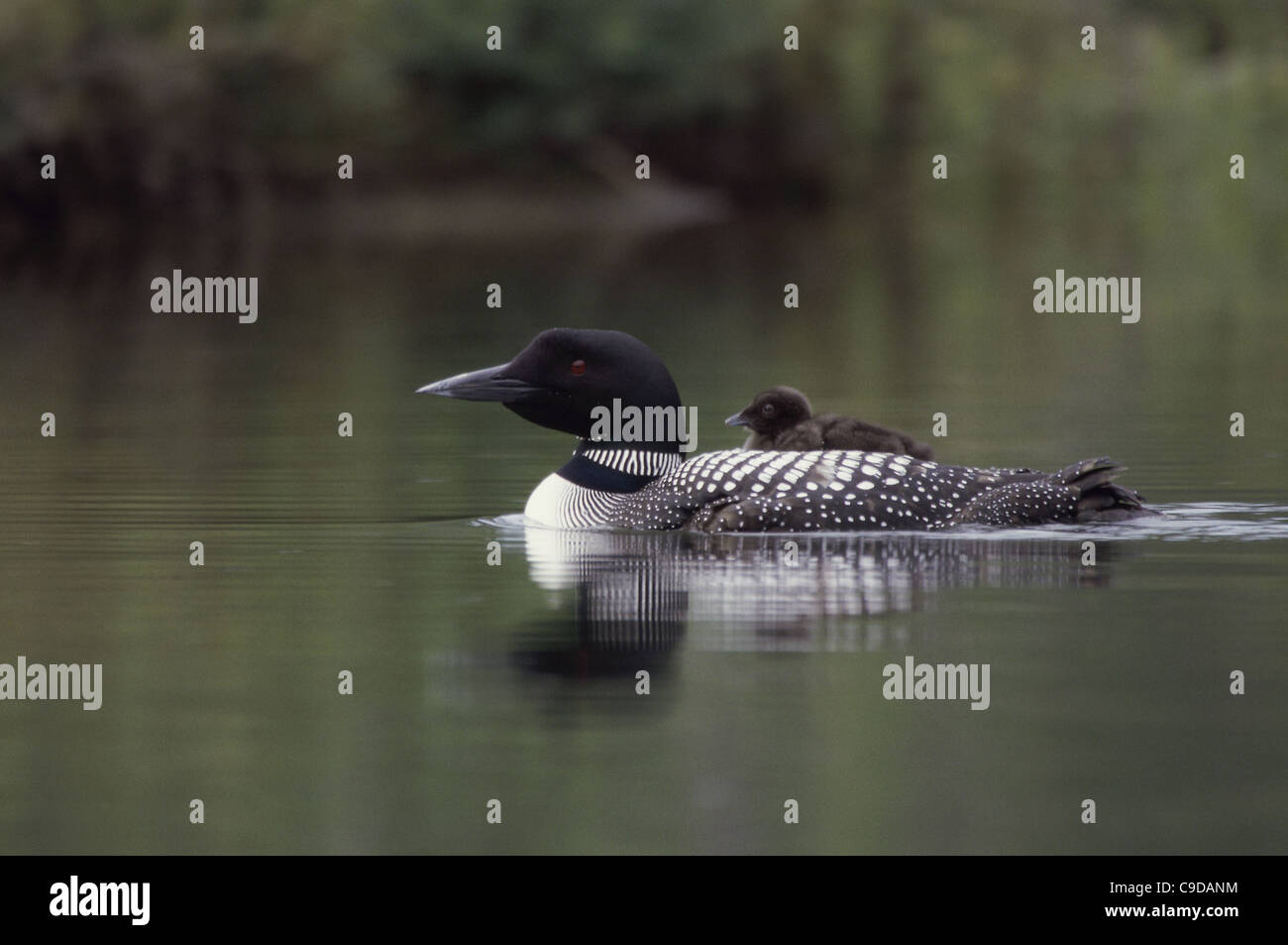 Common Loon floating on water Stock Photo - Alamy