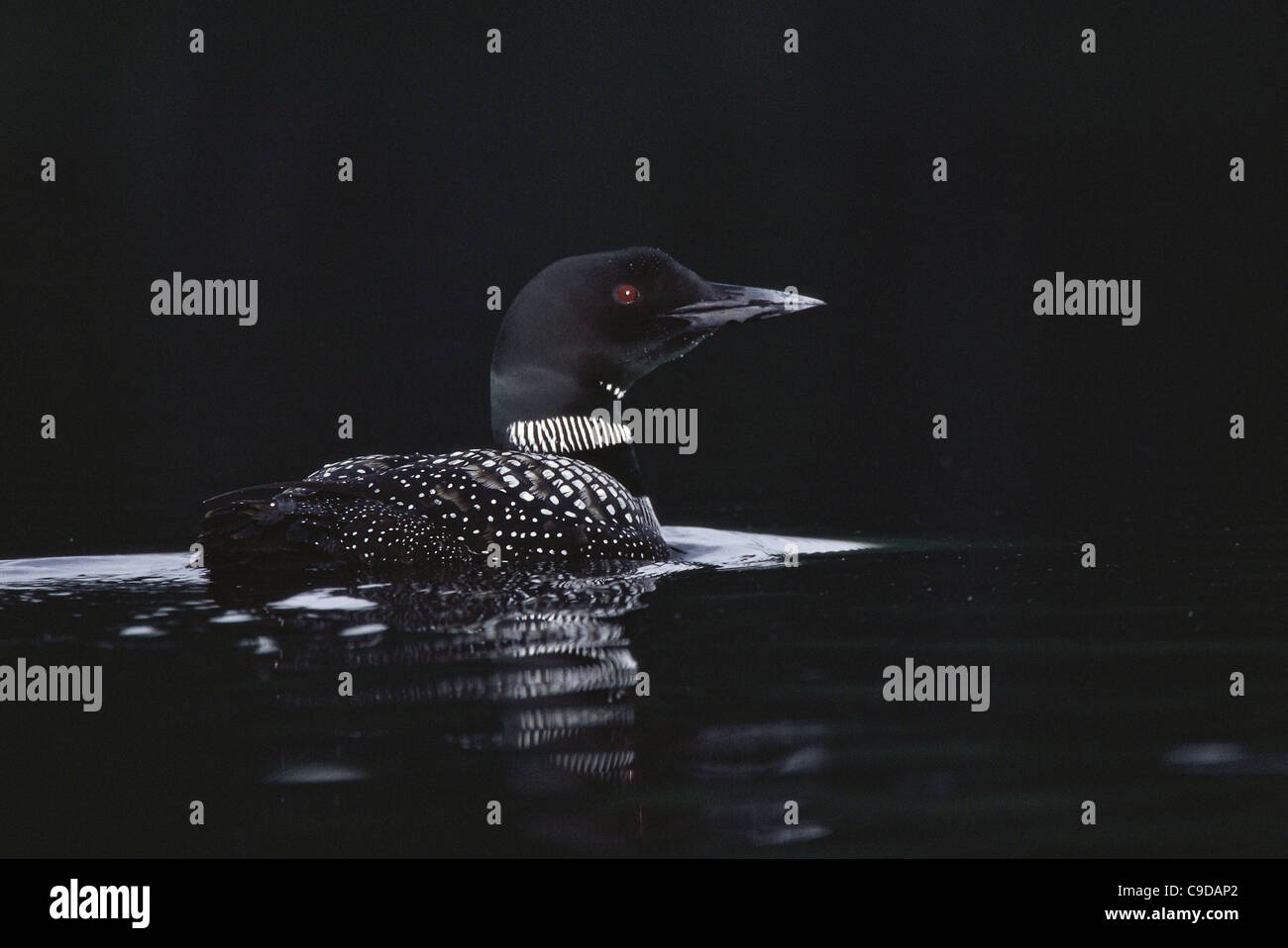 Common Loon floating on water Stock Photo - Alamy