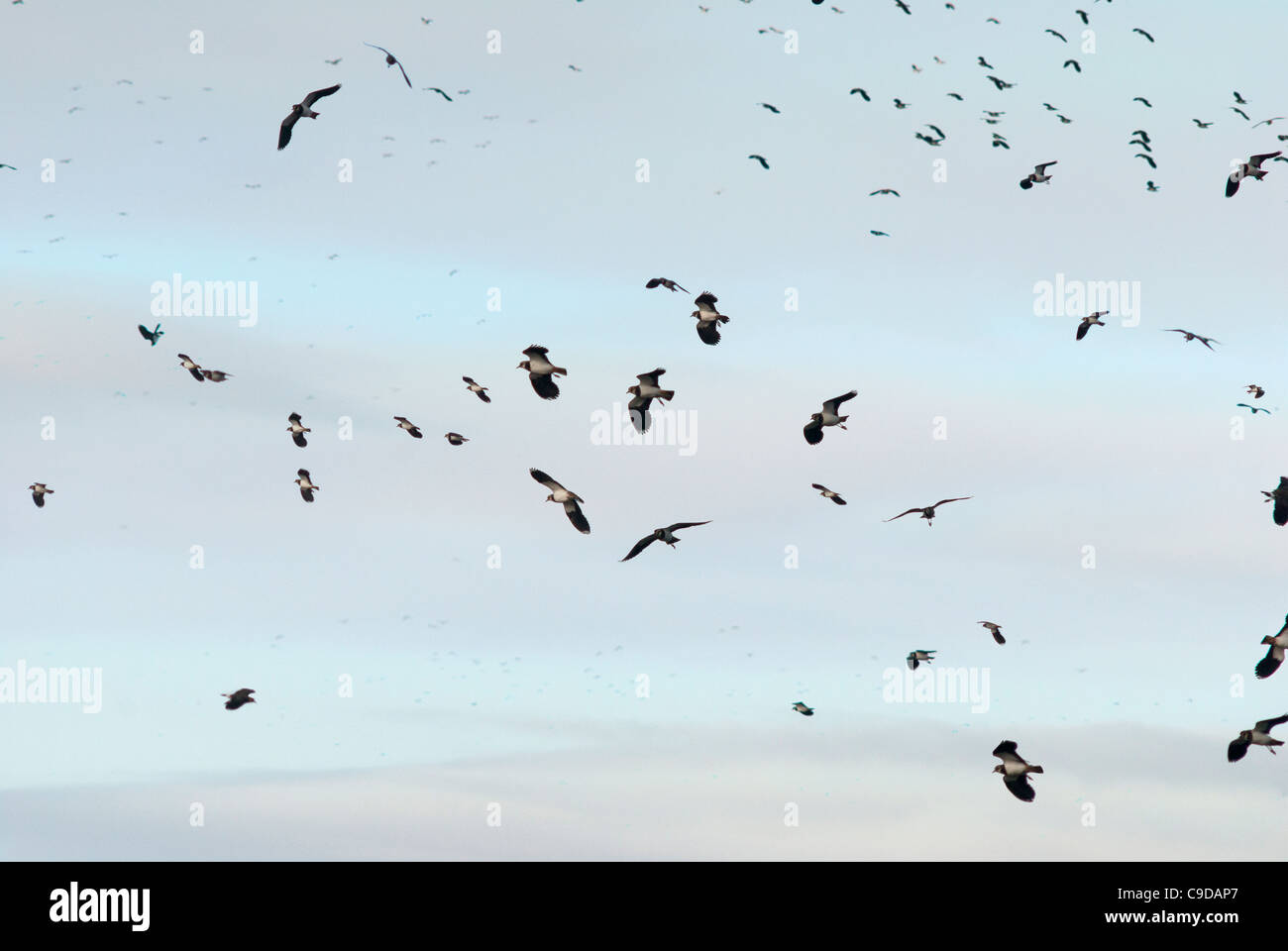 Martin birds flying free in hi-res stock photography and images - Alamy
