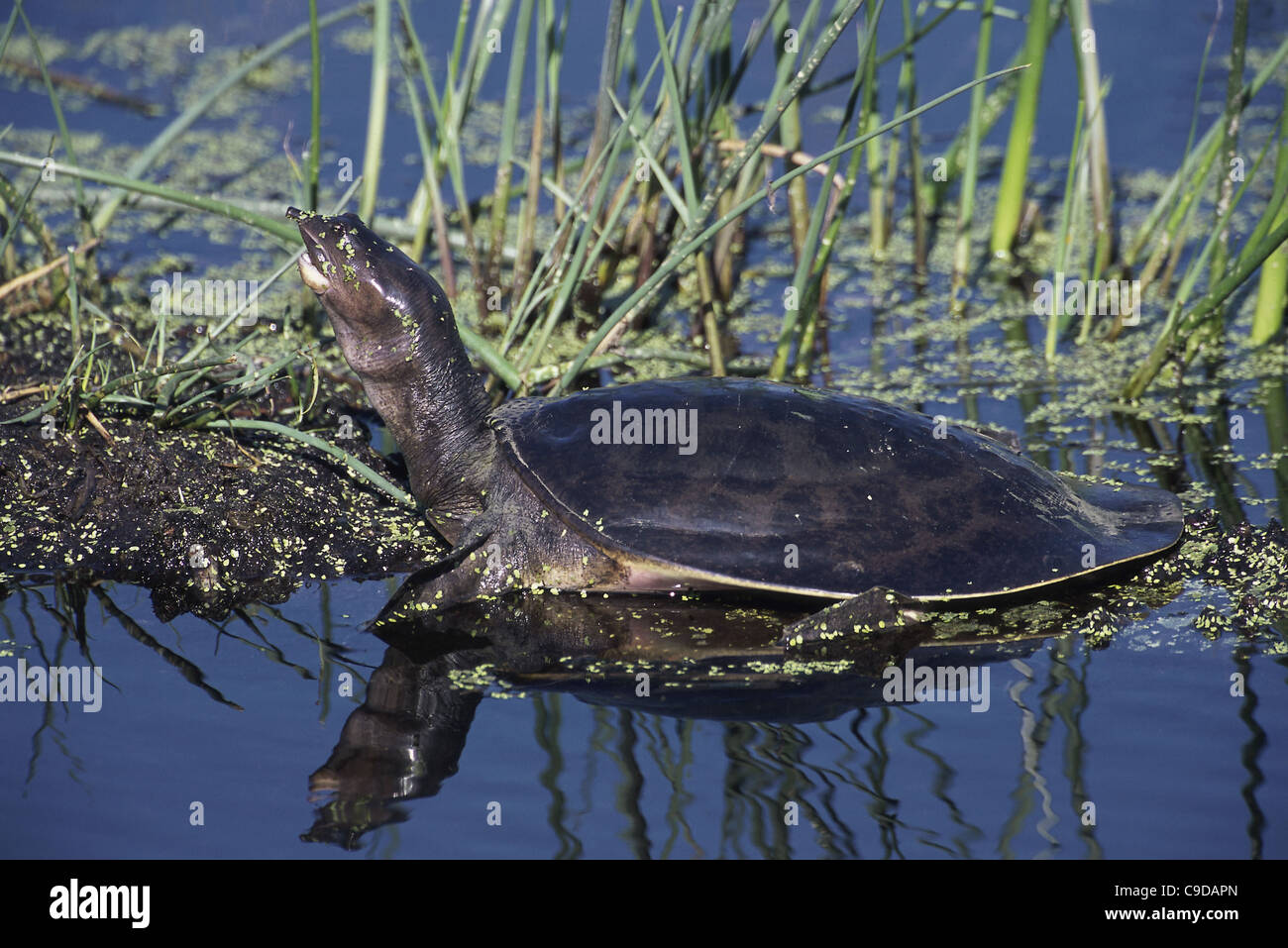 Florida Soft Shell Turtle Stock Photo - Alamy