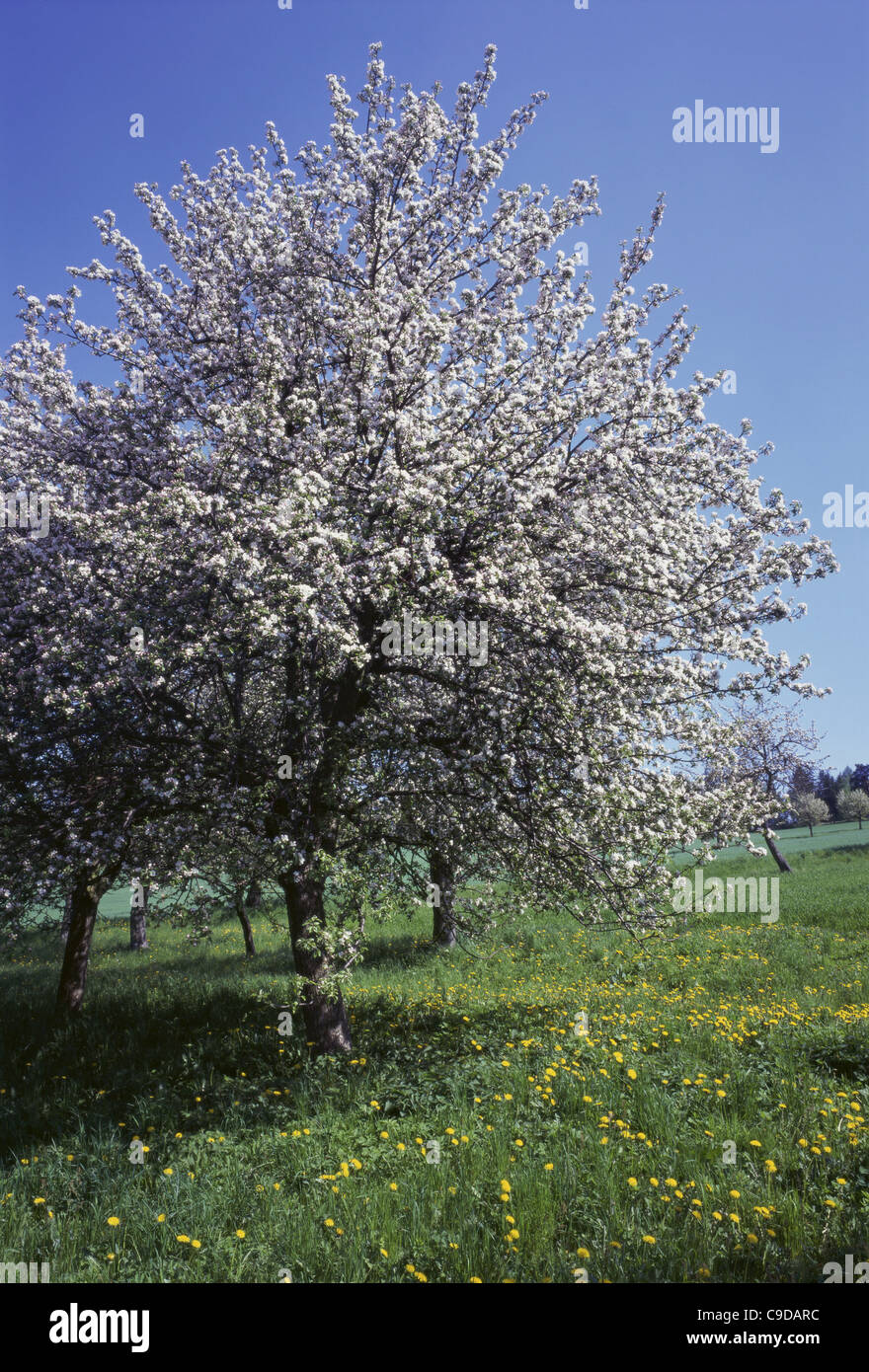 Flowering trees in spring Stock Photo - Alamy