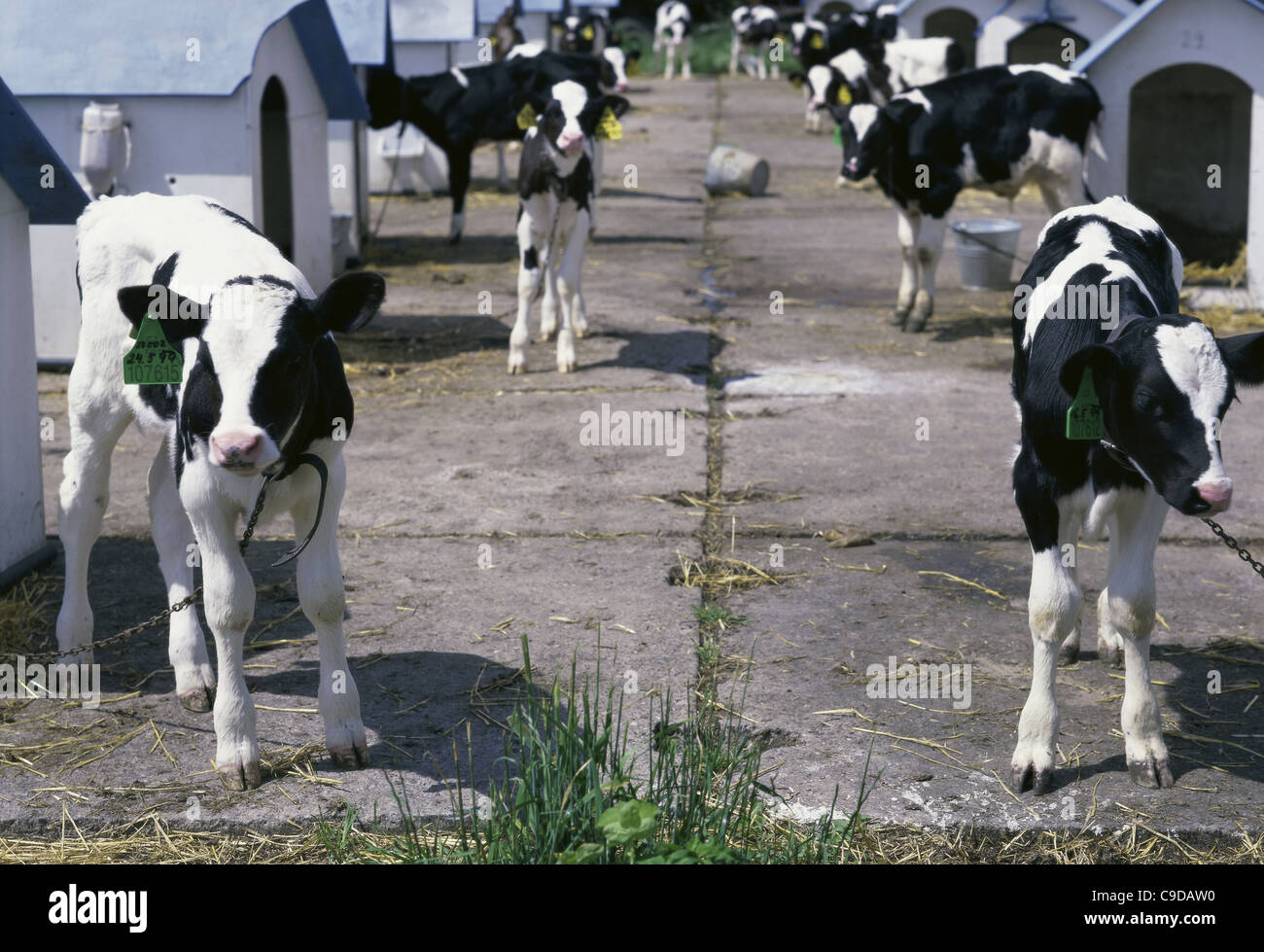 Cows at a farm Stock Photo - Alamy