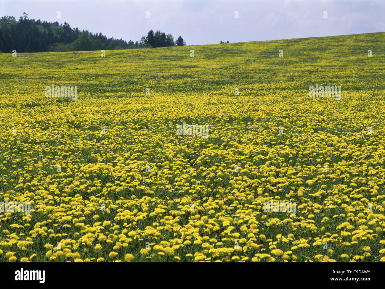 Field of flowers on a hill Stock Photo - Alamy