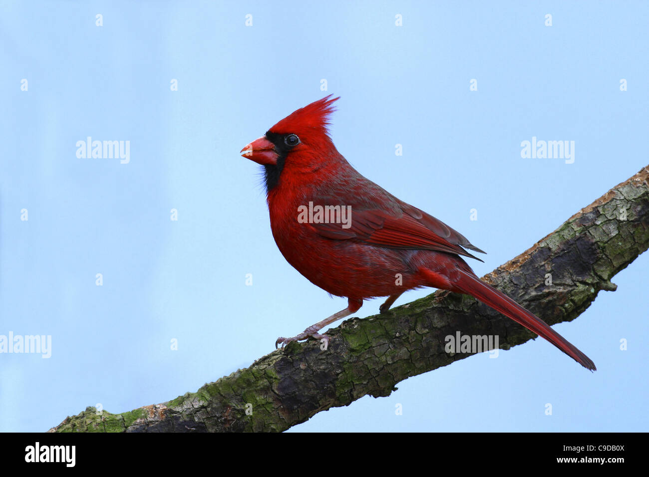 One northern cardinal hi-res stock photography and images - Alamy
