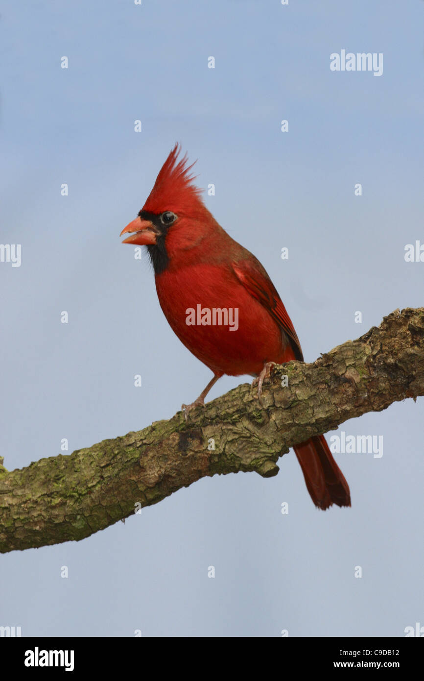 Northern Cardinal on a branch Stock Photo - Alamy