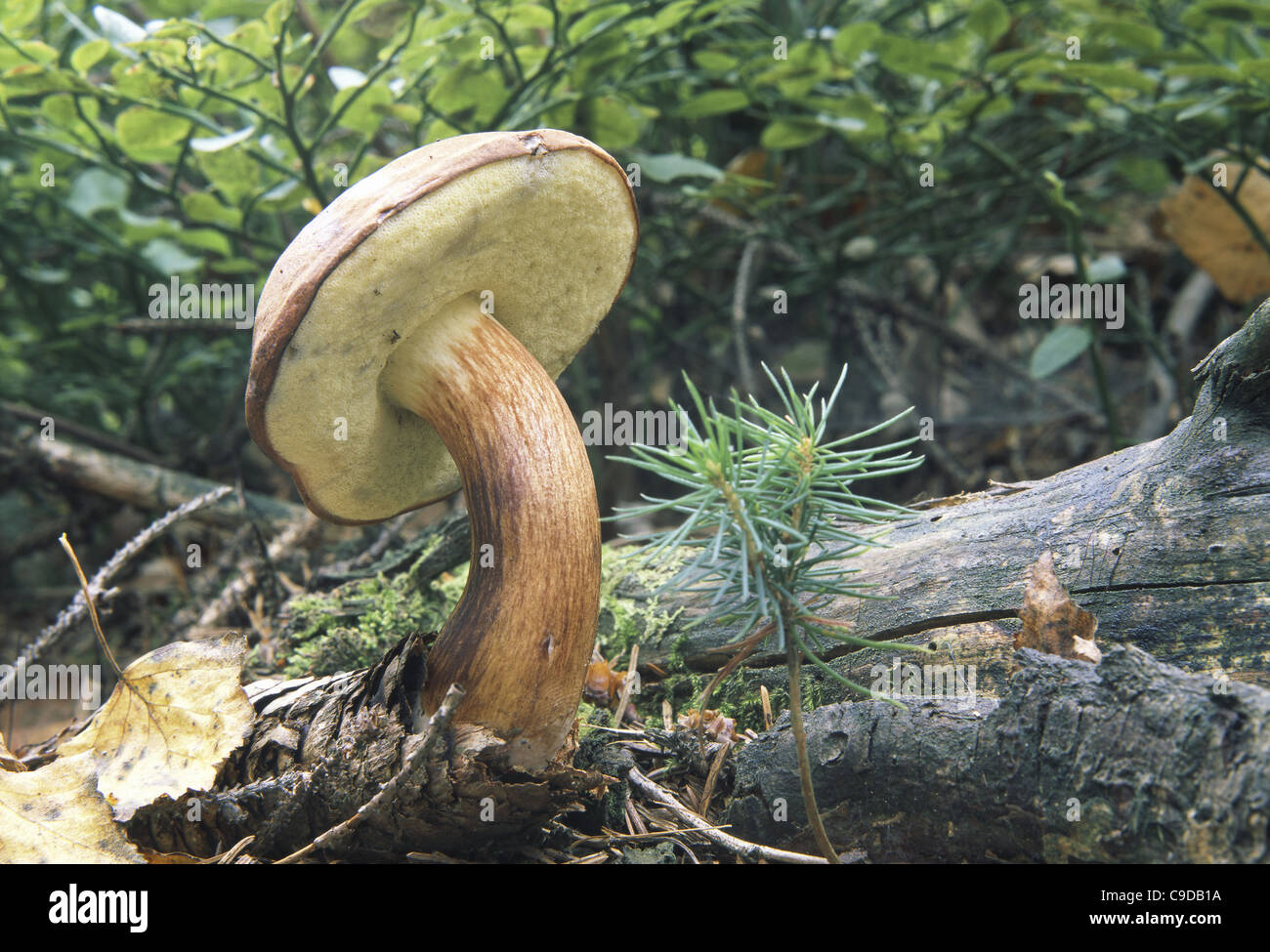 Close-up of a mushroom Stock Photo - Alamy