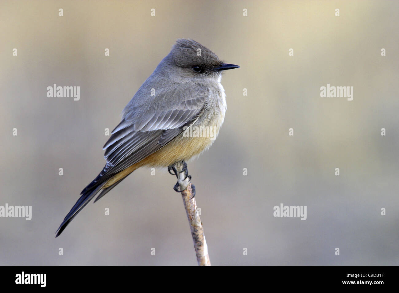Say's Phoebe on a branch Stock Photo - Alamy