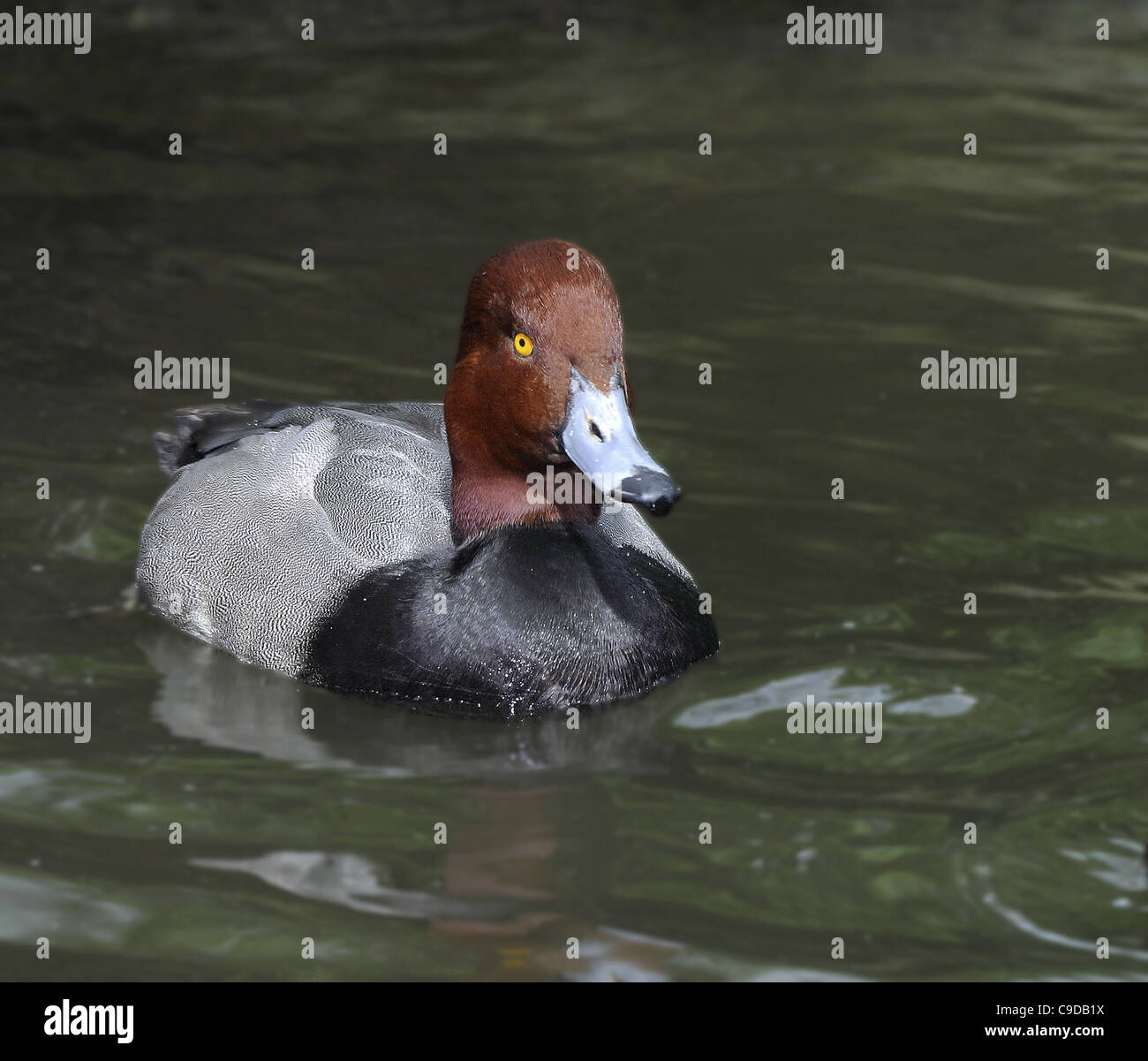 Redhead Duck in water Stock Photo - Alamy