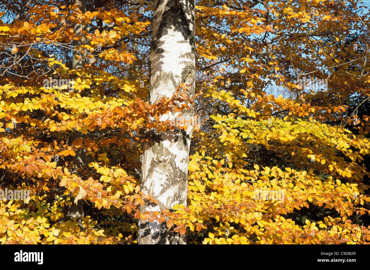 Mid section view of a tree Stock Photo - Alamy