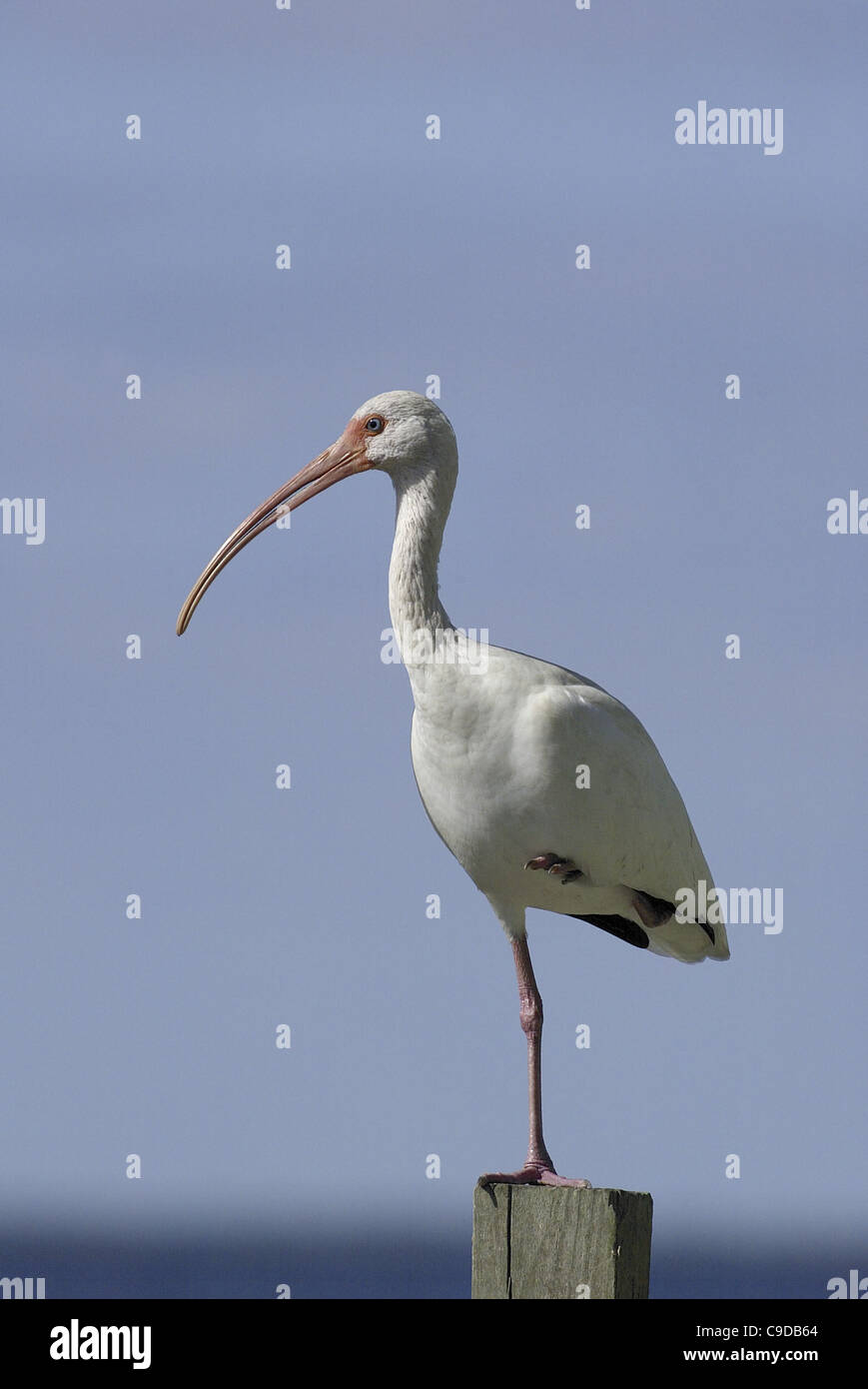 White Ibis standing on one leg Stock Photo - Alamy