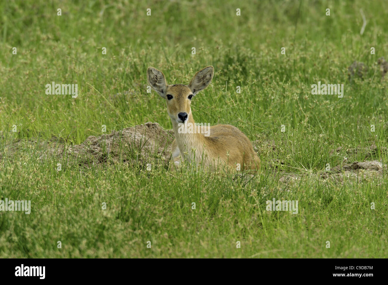 Female Bohor Reedbuck lying in a grassy field Stock Photo - Alamy