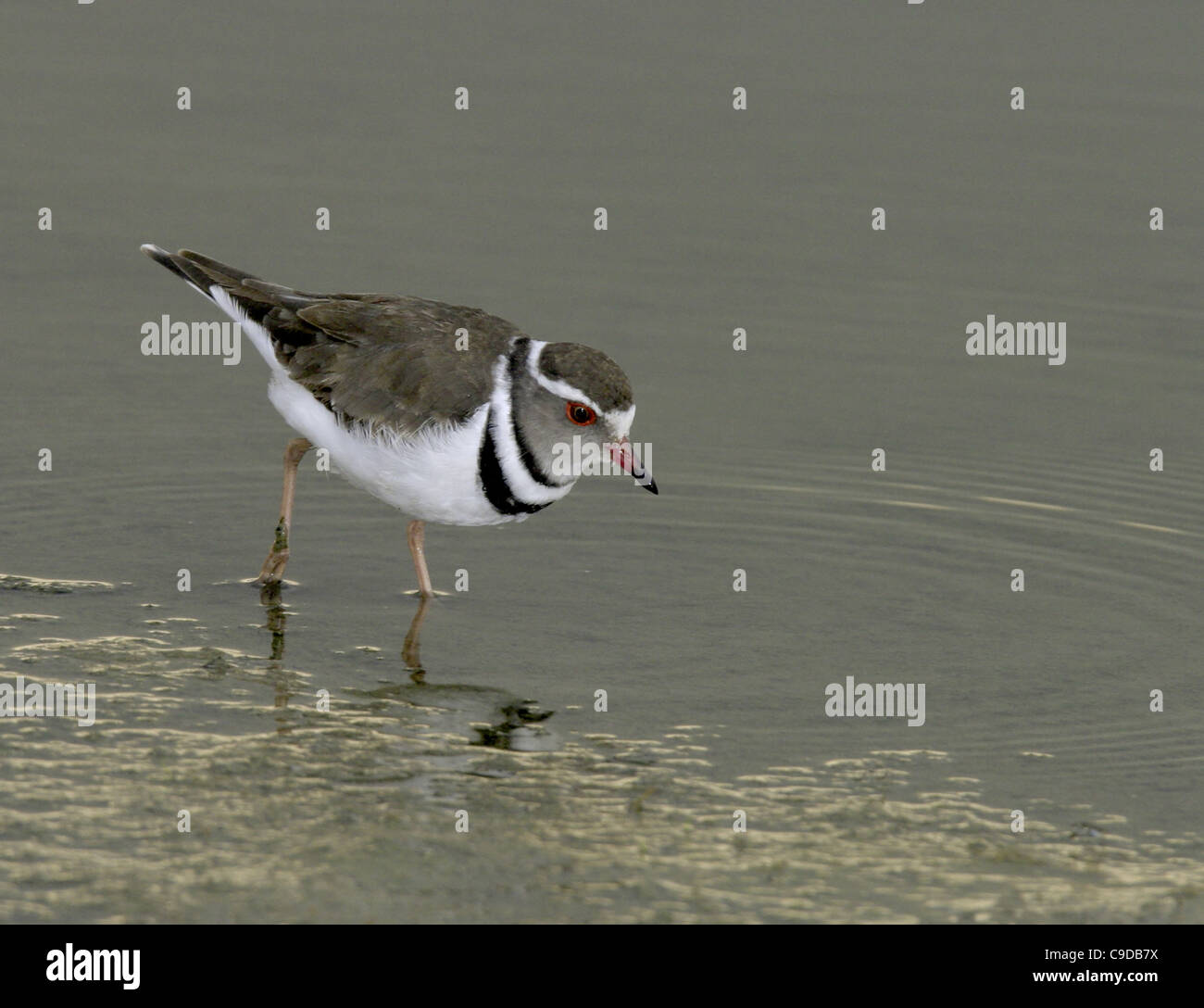 Three-banded Plover in water Stock Photo - Alamy