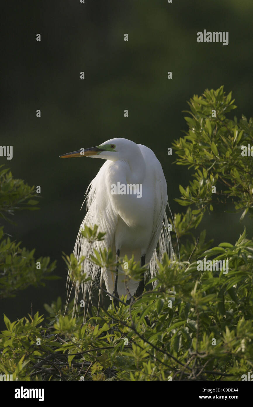 Great Egret on a tree Stock Photo - Alamy