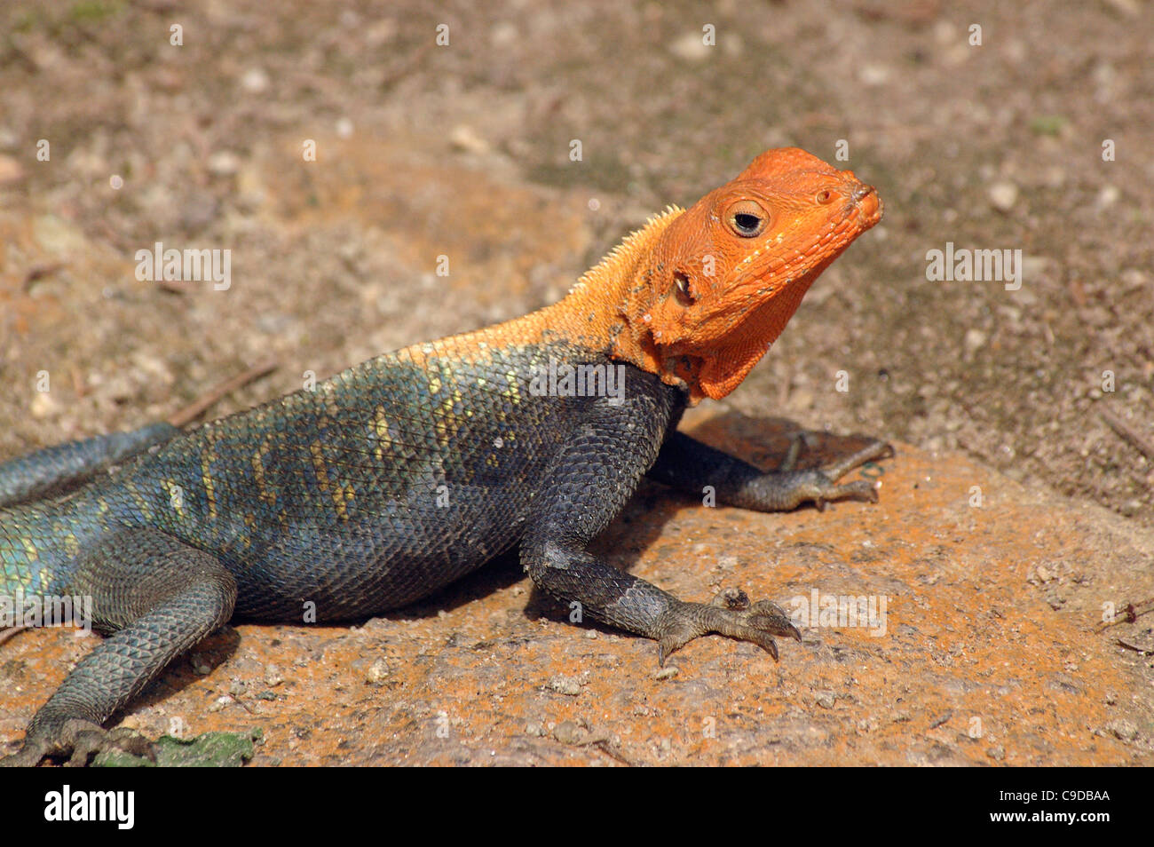 Red-headed agama or rainbow lizard male (Agama agama : Agamidae), Ghana ...