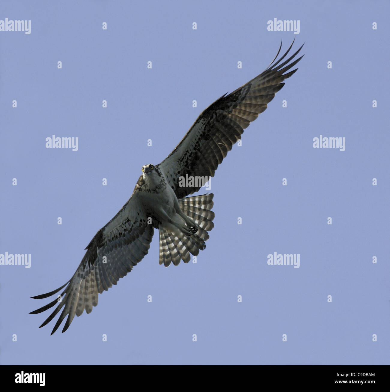 Osprey flying in the sky Stock Photo - Alamy