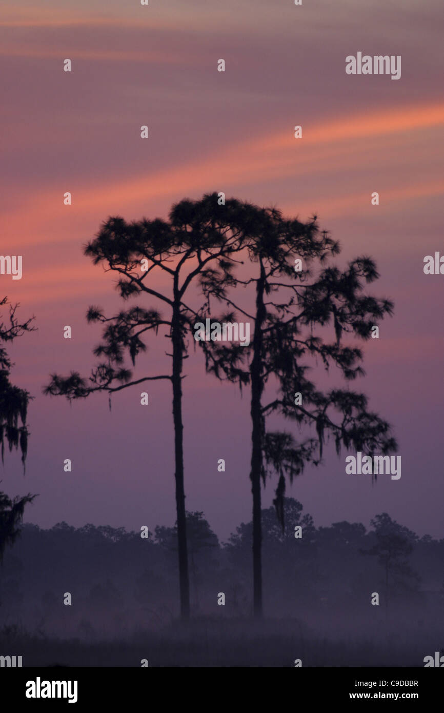 Silhouette of trees at sunset, Florida, USA Stock Photo - Alamy