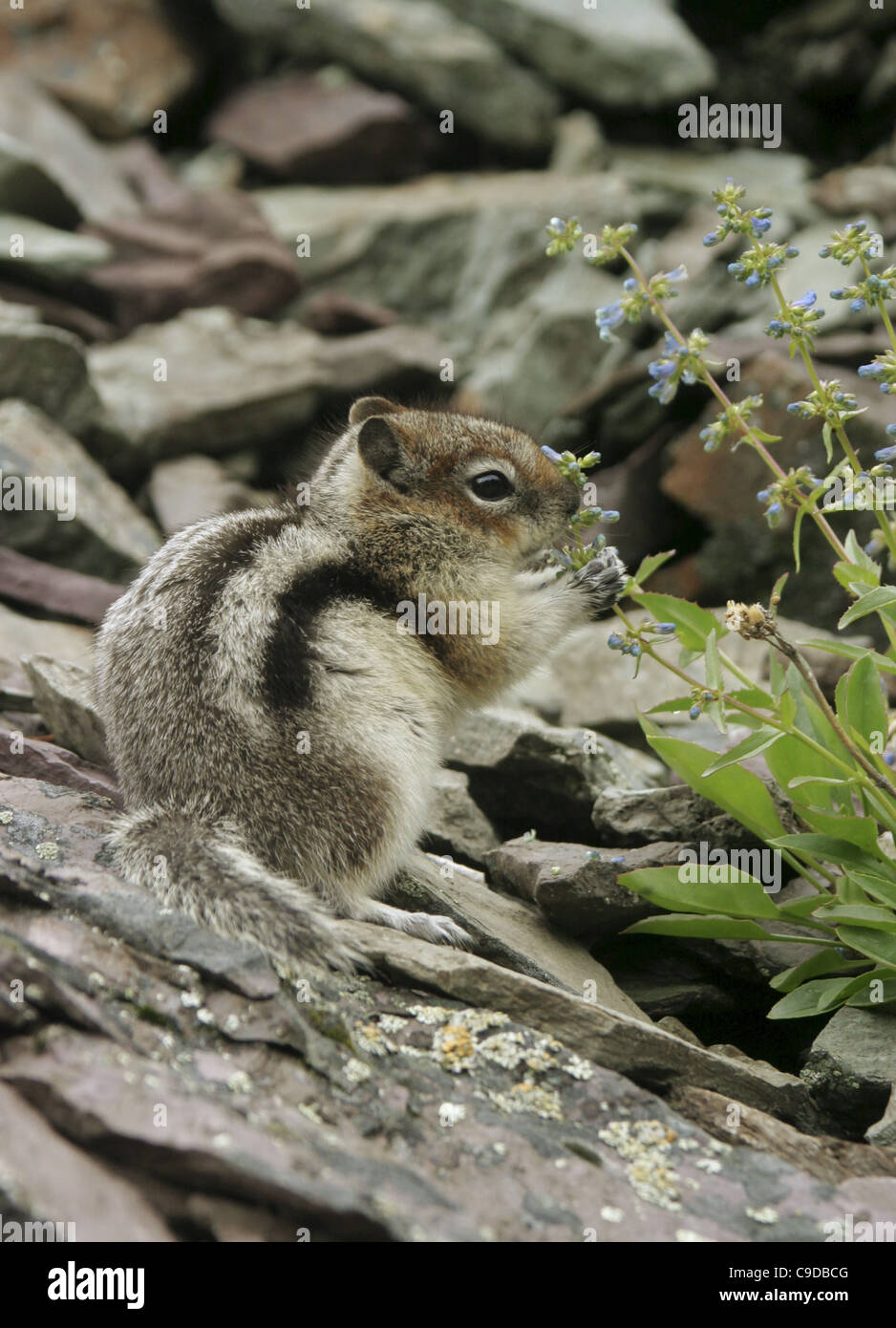 Golden-mantled Ground Squirrel Stock Photo - Alamy