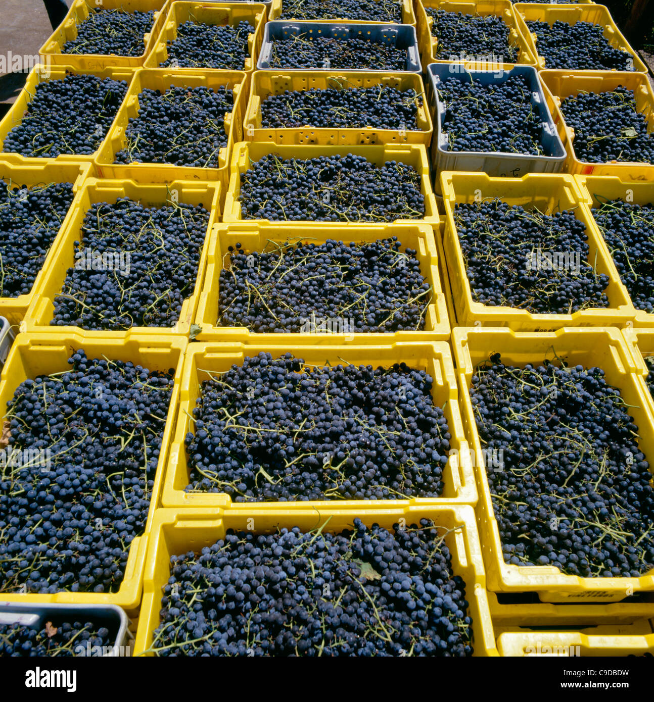 Harvested grapes in boxes hi-res stock photography and images - Alamy