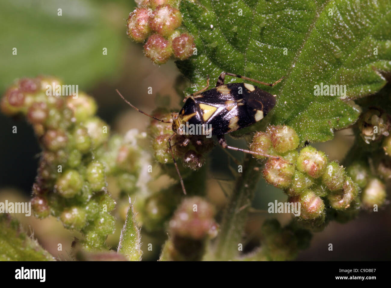 Nettle bug hi-res stock photography and images - Alamy