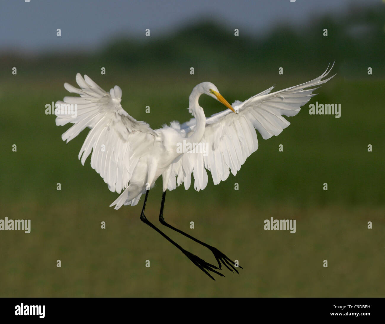 Great Egret flying Stock Photo - Alamy