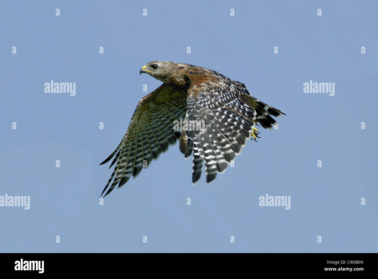 A Red-shouldered Hawk in flight Stock Photo - Alamy