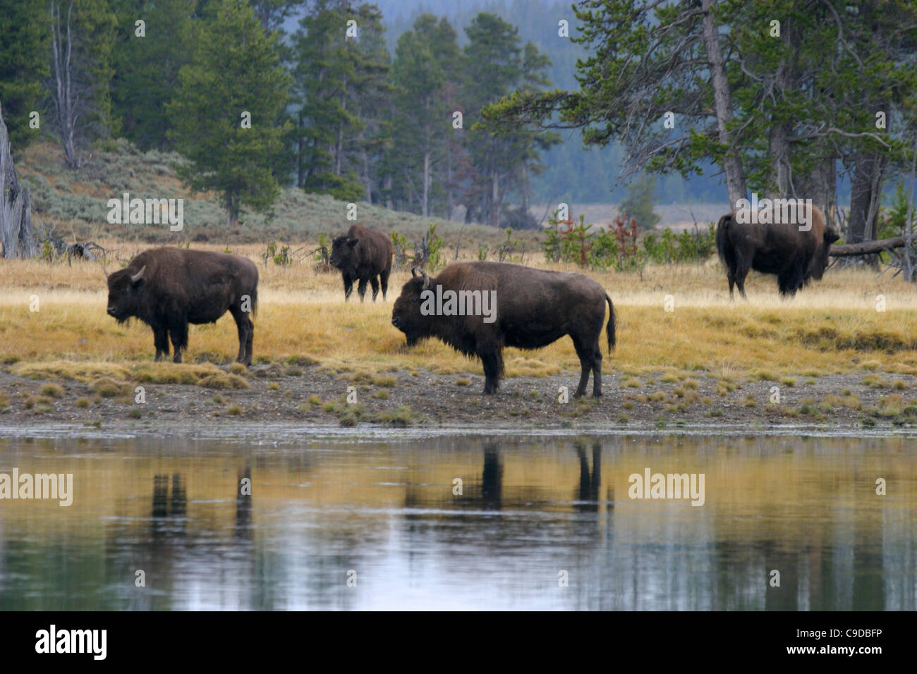 Bison at a water hole, Wyoming, USA Stock Photo - Alamy