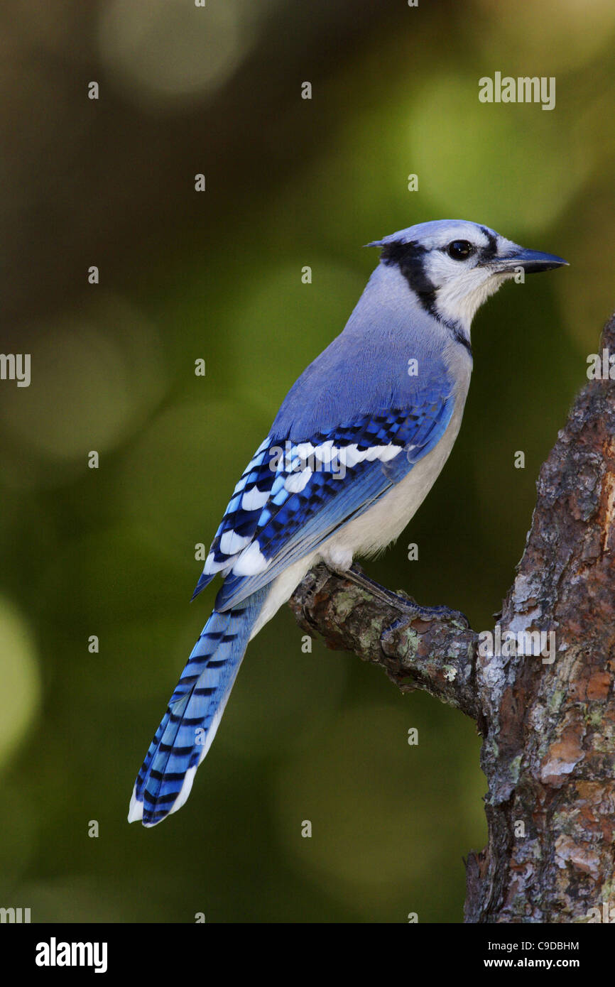 Side profile of a Blue Jay perching on a tree branch (Cyanocitta ...