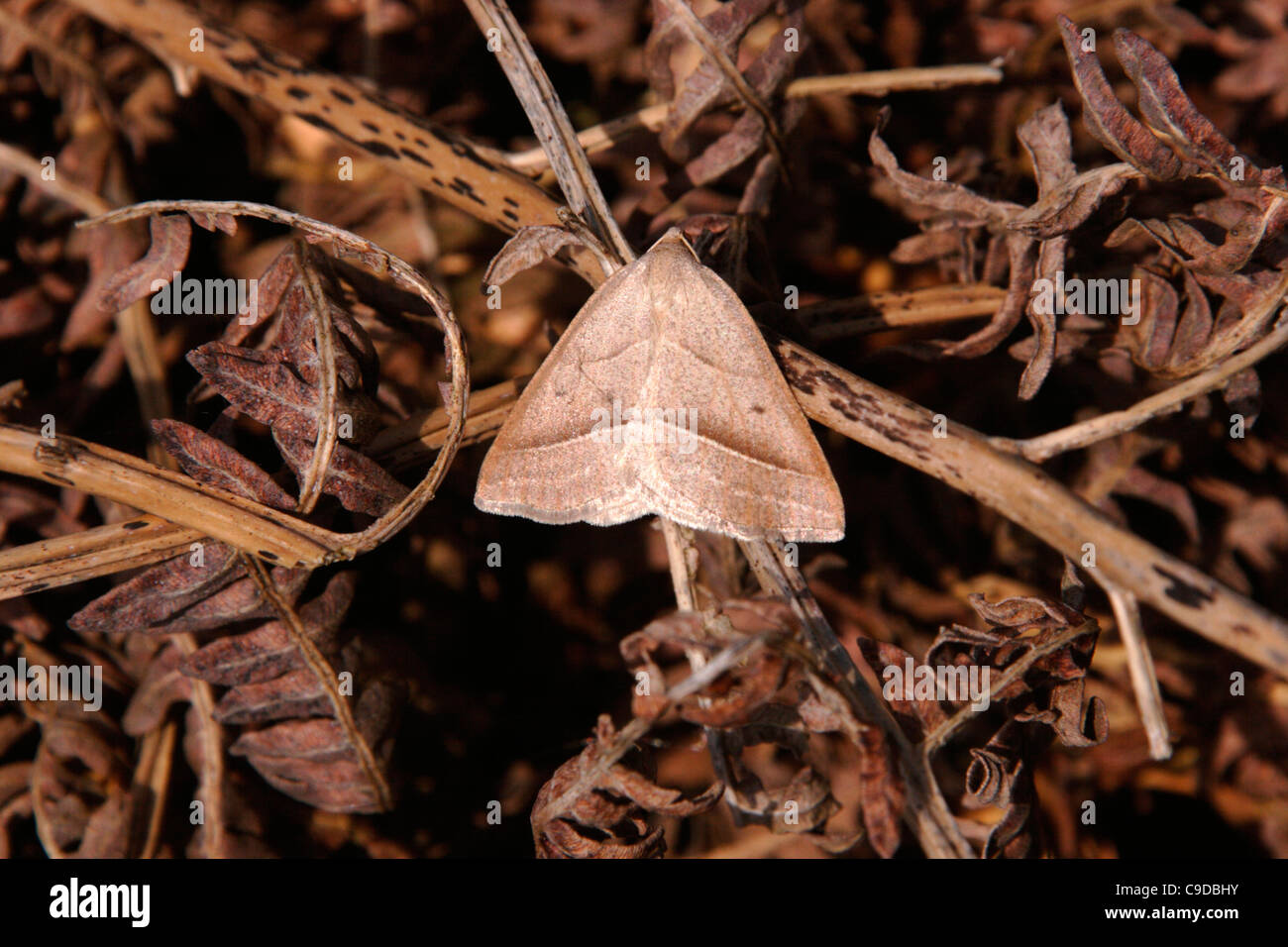 Brown silver-line moth (Petrophora chlorosata : Geometridae) on dead ...