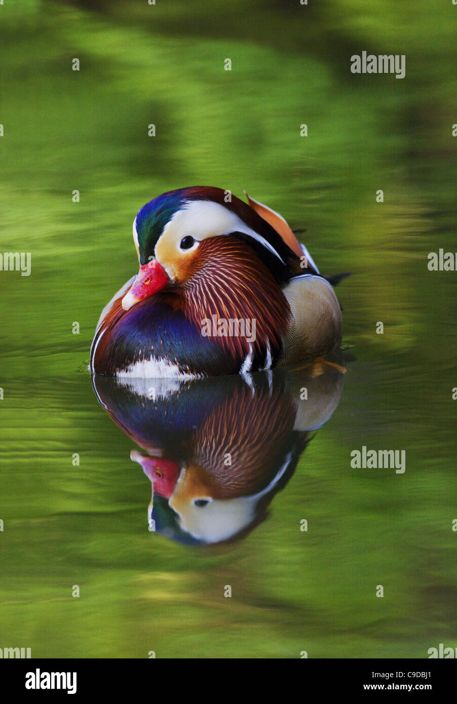 Mandarin Duck in water (Aix galericulata Stock Photo - Alamy