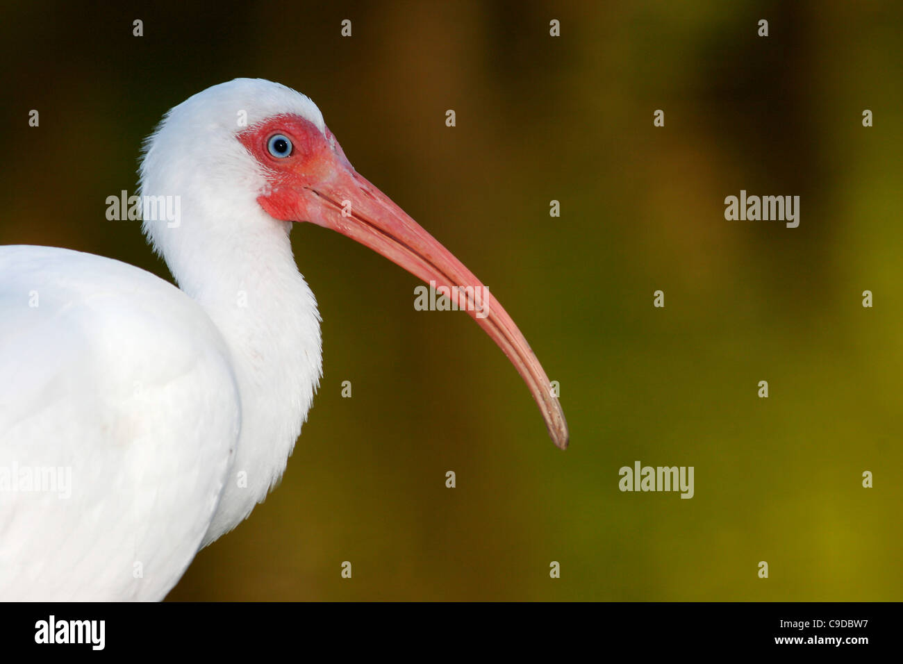 Side profile of a White Ibis Stock Photo - Alamy